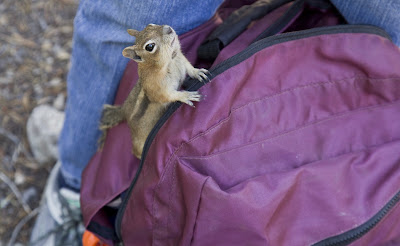 RonNewby: Chipmunk gone rogue Wild Basin Colorado