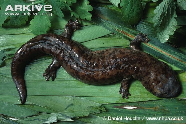 ZOOLOGY: CHINESE GIANT SALAMANDER