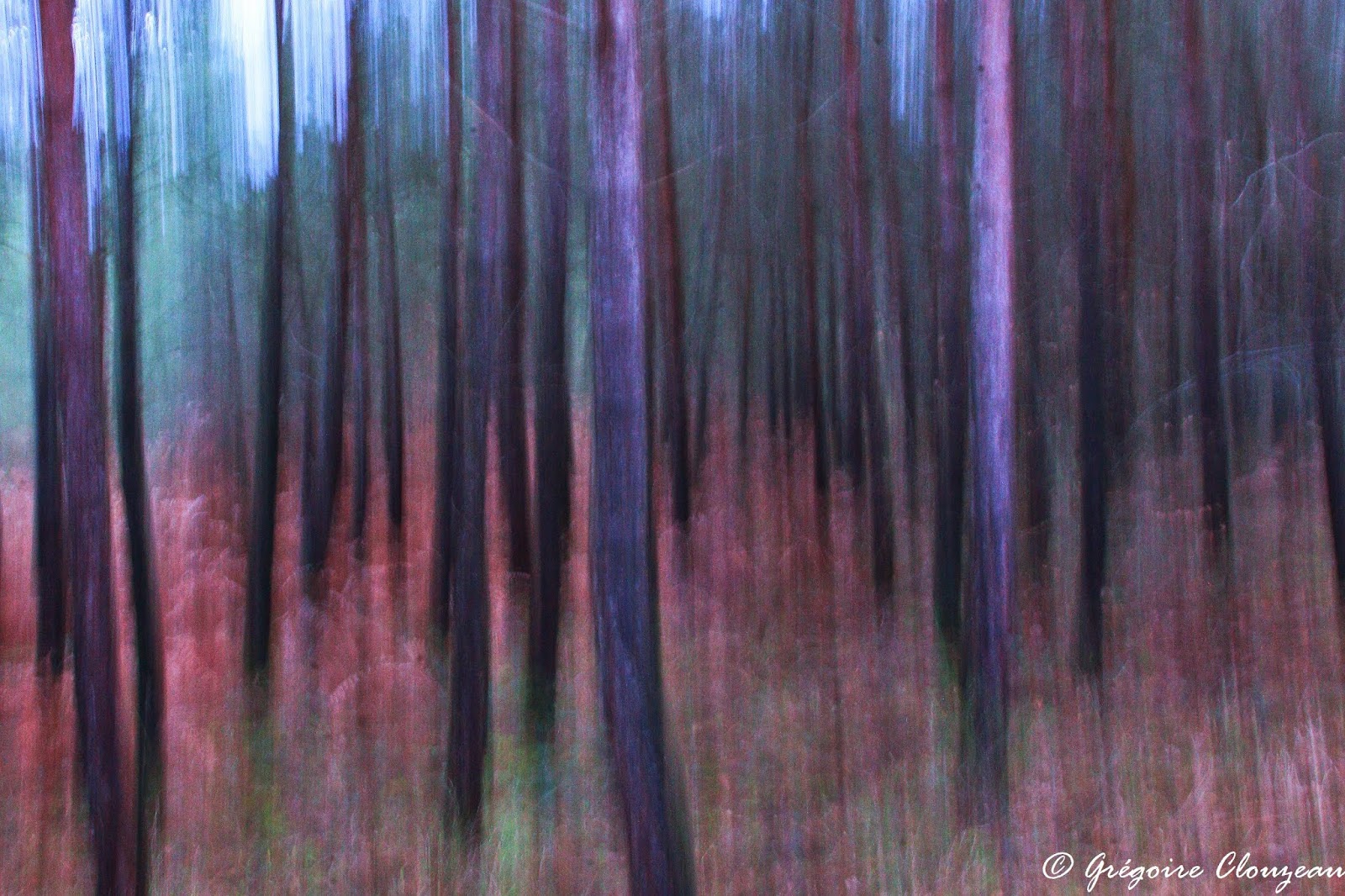 Droites forestières, la forêt symbolique ~ FontaineBleau Passion