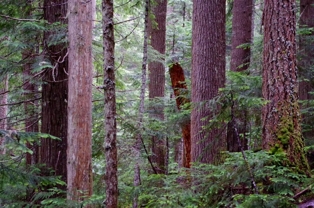 Pacific Northwest Seasons: Into the Woods: Forest Bathing in Mosslandia