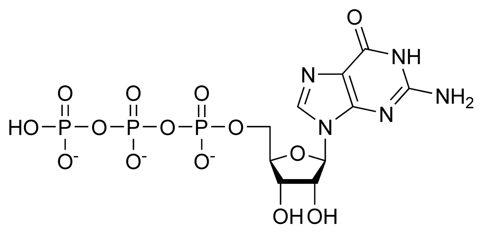 Molecularmente: Guanosín trifosfato (GTP)