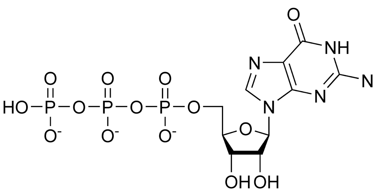 Molecularmente: Guanosín trifosfato (GTP)