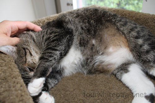 fourwhitepaws: full house