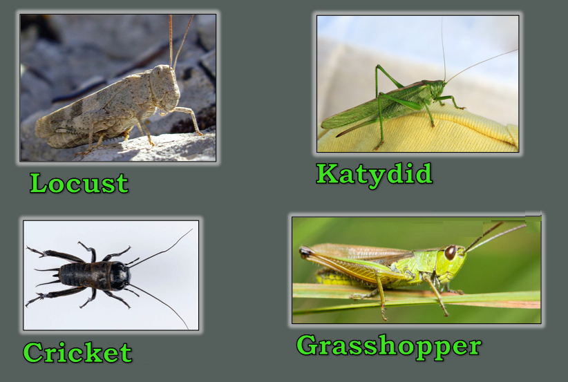 Bible Lists: 4 Types of Clean insect listed in Leviticus