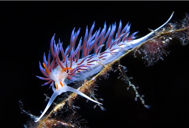 Gambar : Keindahan Haiwan Laut | Ini Blog Labi-Labi