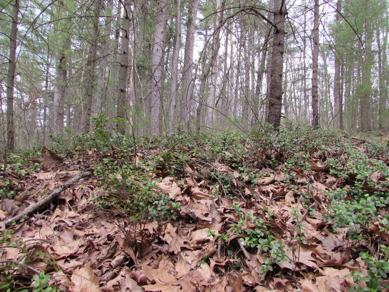 One of the World's Oldest Organisms: Hoverter & Sholl Box Huckleberry ...