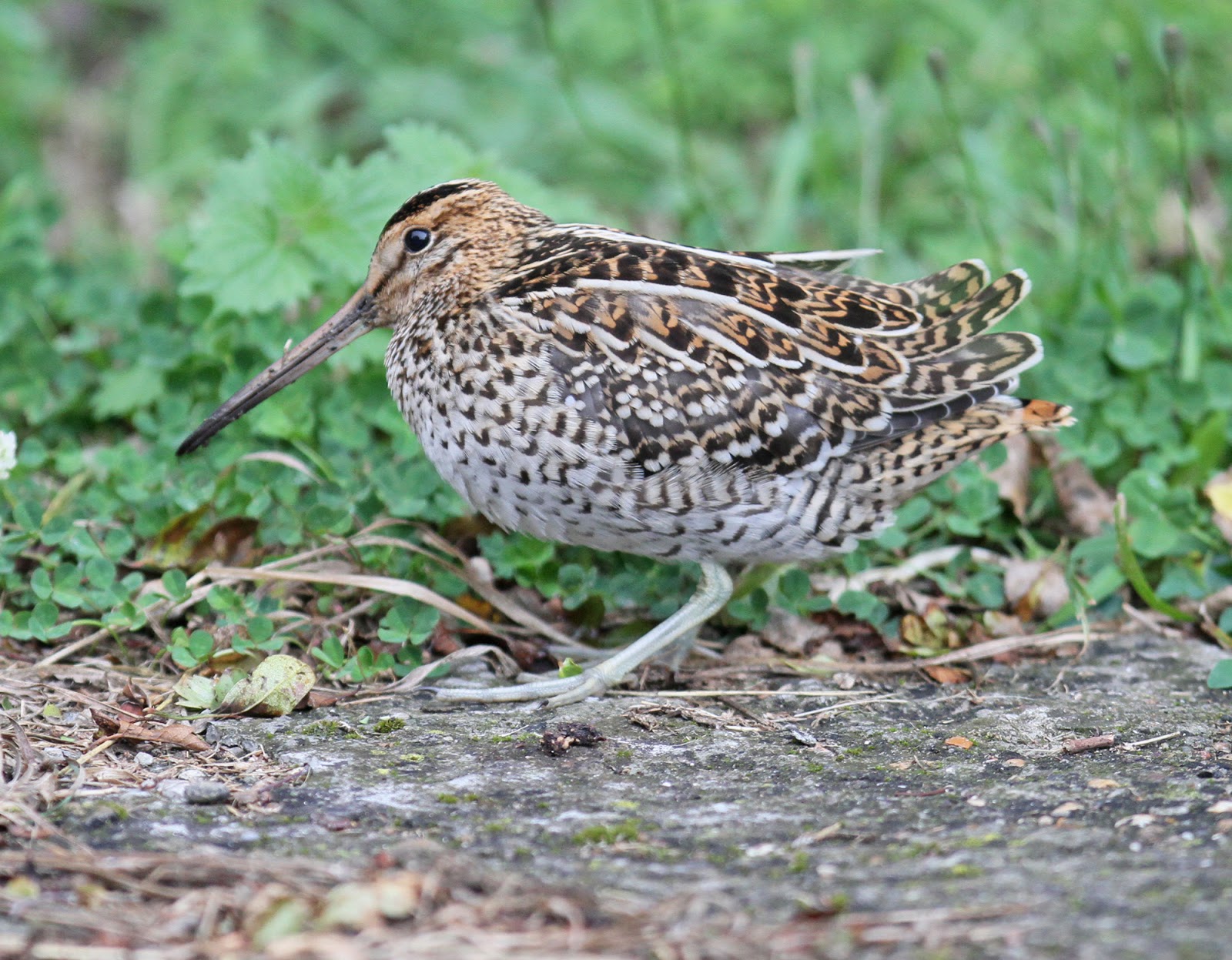 Simon and Karen Spavin: Great Snipe at Kilnsea, Spurn
