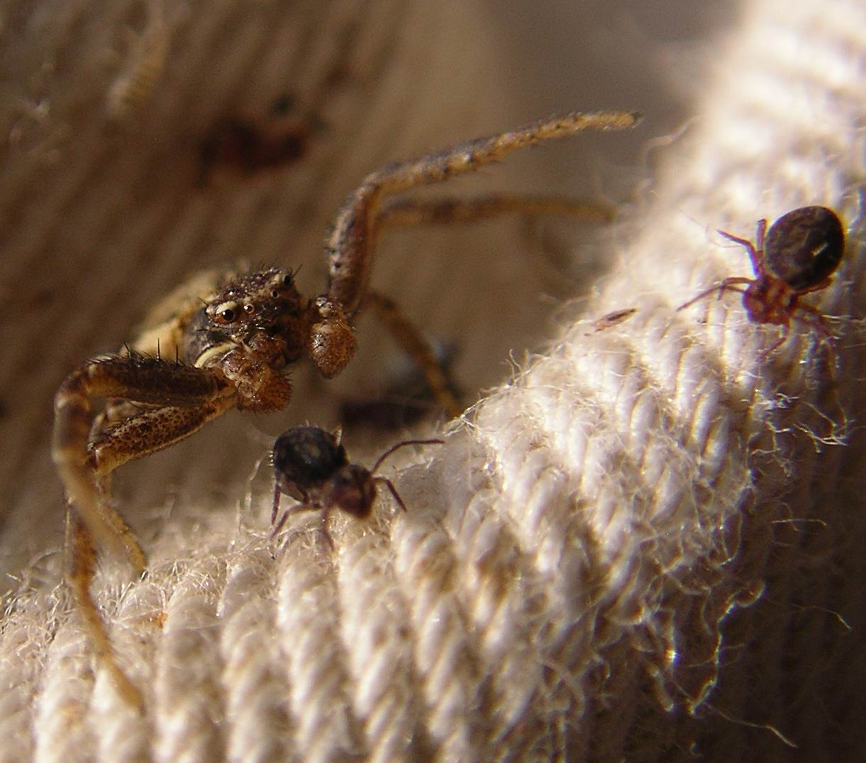 Adventures Of A Pine Cone Spider Collector: 12-Dec-2017 West Seattle ...