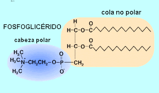 Biología 2º bachillerato.: LOS LÍPIDOS
