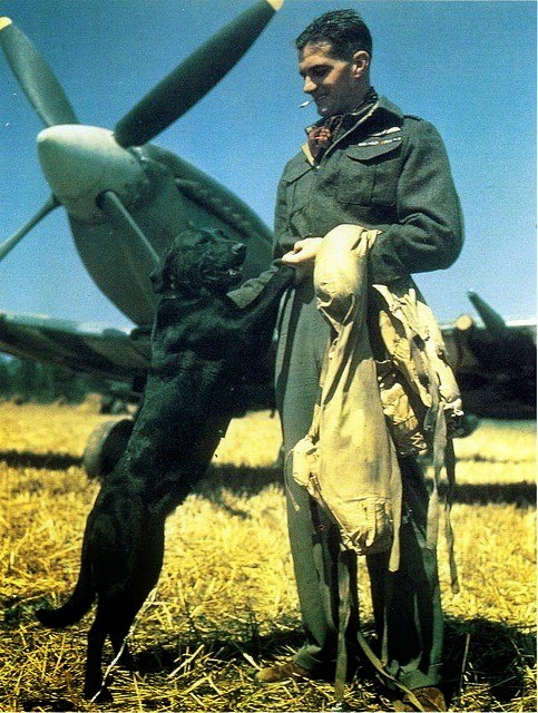 Color Photos of Animals in World War II ~ Vintage Everyday