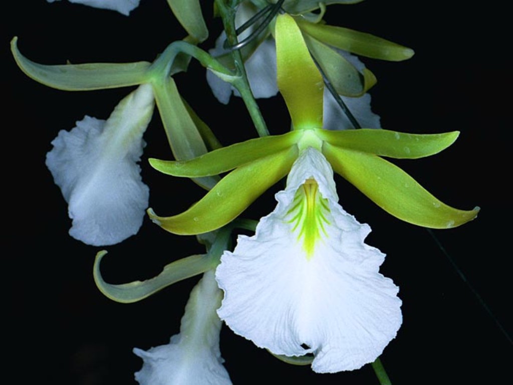 ORQUIDEAS MEXICANAS: Prosthechea mariae