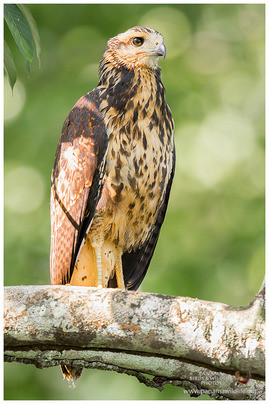 Featured raptors: Black Hawks of Panama