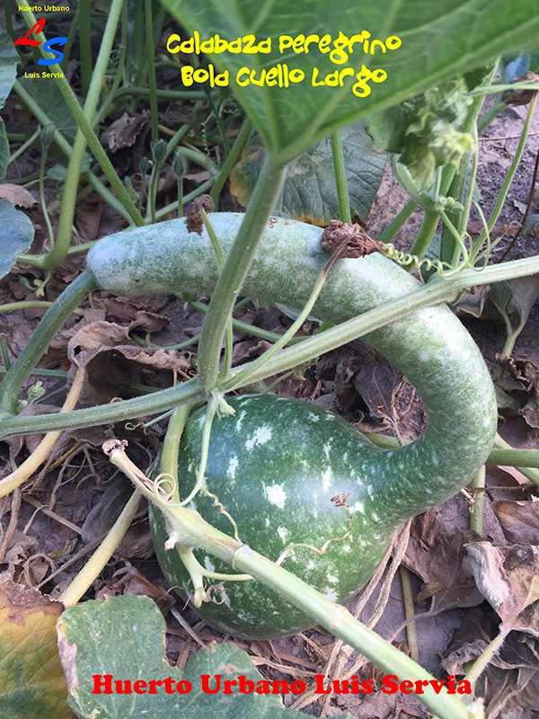 Huerto Urbano Luis Servia Borgas: CALABAZAS DEL PEREGRINO BOLA CON ...