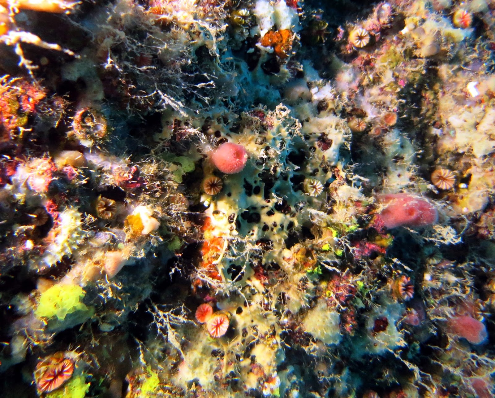 Mes expériences d'environnement subaquatique en plongée