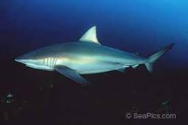 Planet Carnivora: Hiu (Shark) - page 2