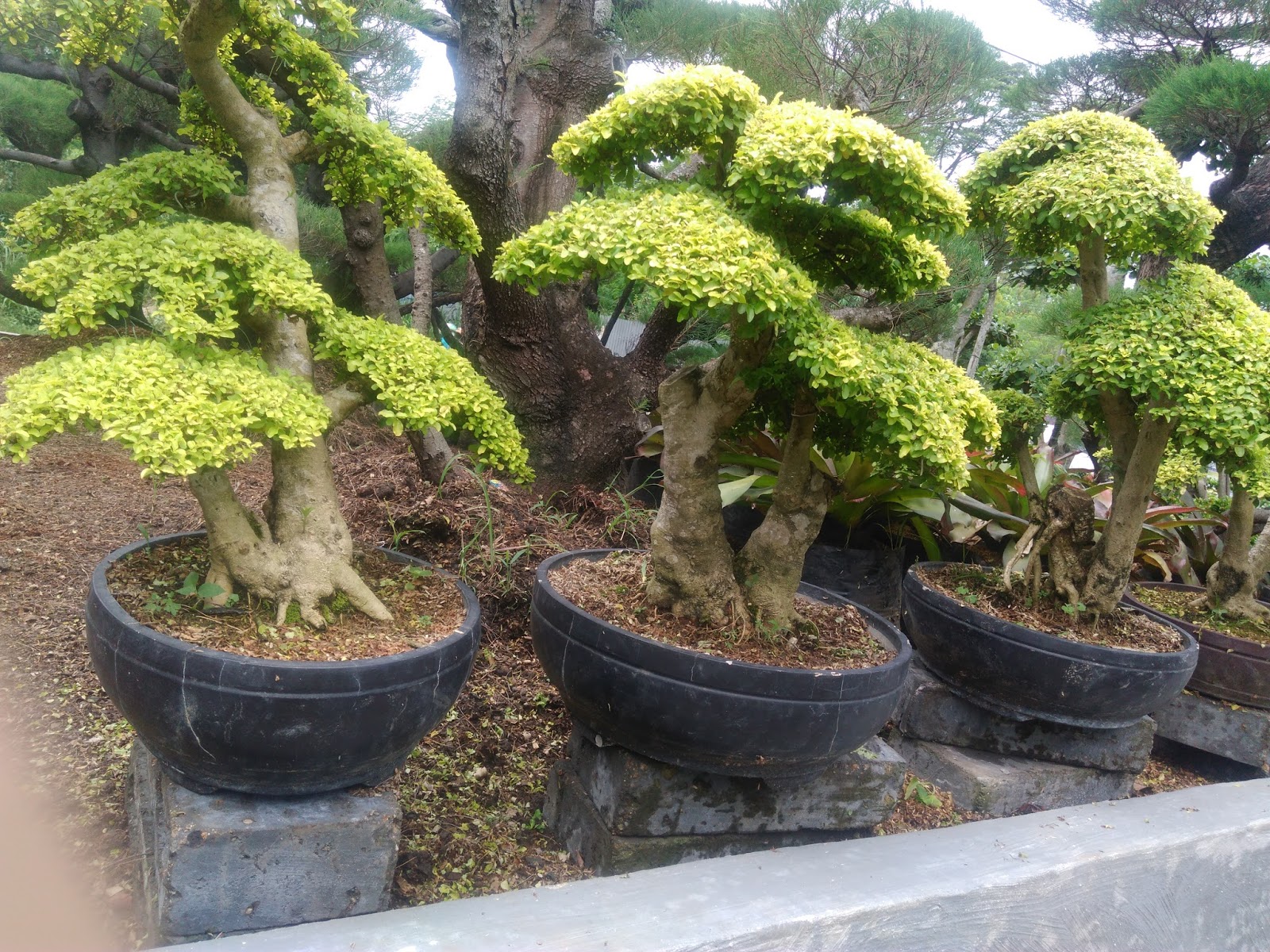Jual Bonsai Kihujan Emas | Bonsai Legistrum | Pohon Bonsai Murah ...