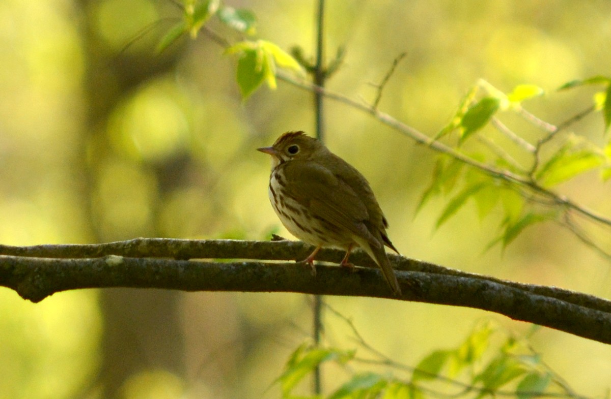Woods Walks and Wildlife: Mid-May Birds, Bugs, and Flowers