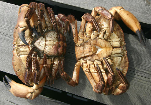 Olavs kulinariske verden: Krabbekaker med aioli