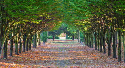 Blue Eyed Ennis: Trees and Sacred Spaces