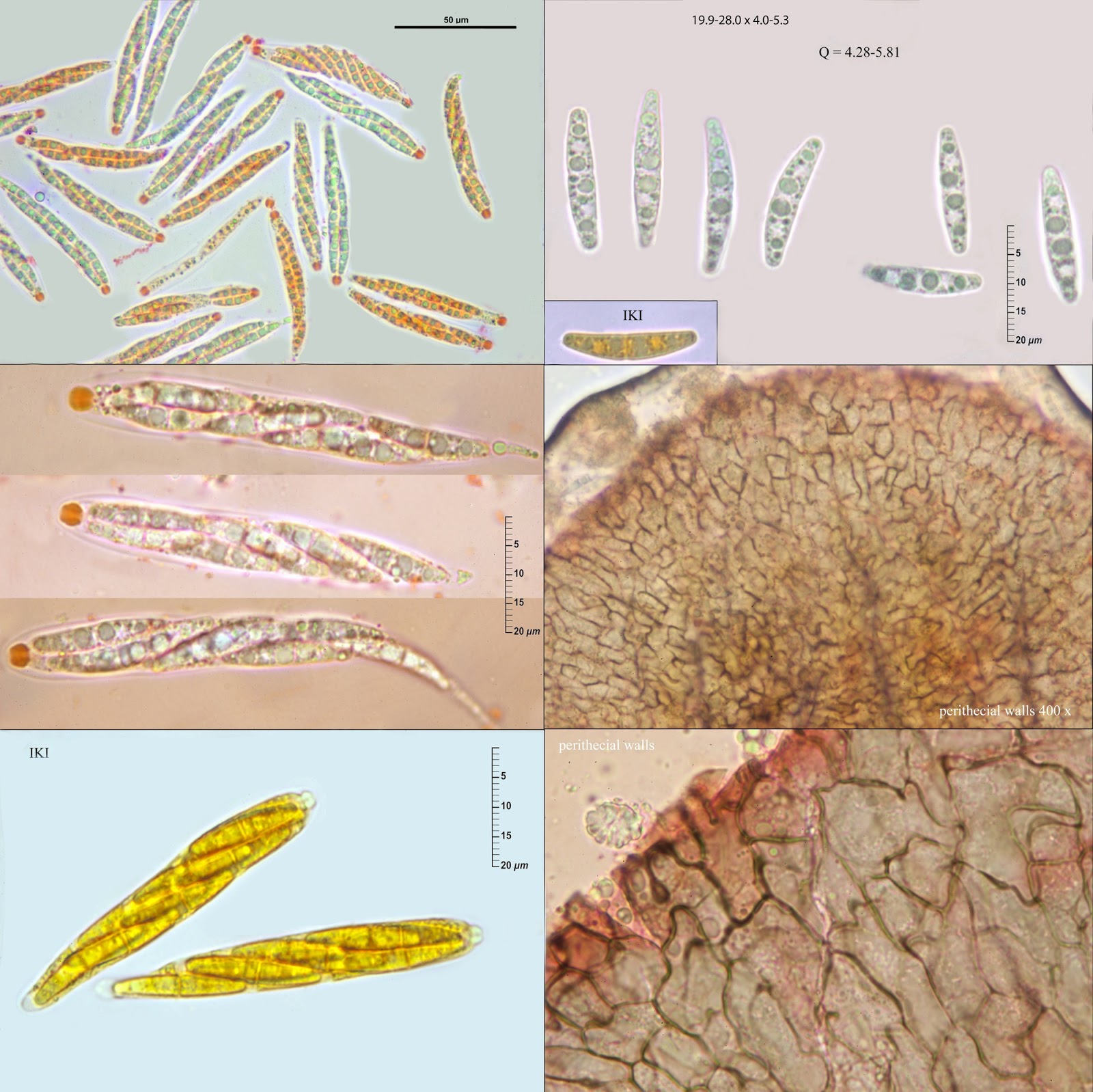 Hypospilina pustula (Pers.) M. Monod • CEMAS