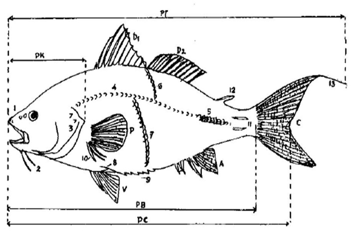 Biologica: MORFOMETRI IKAN