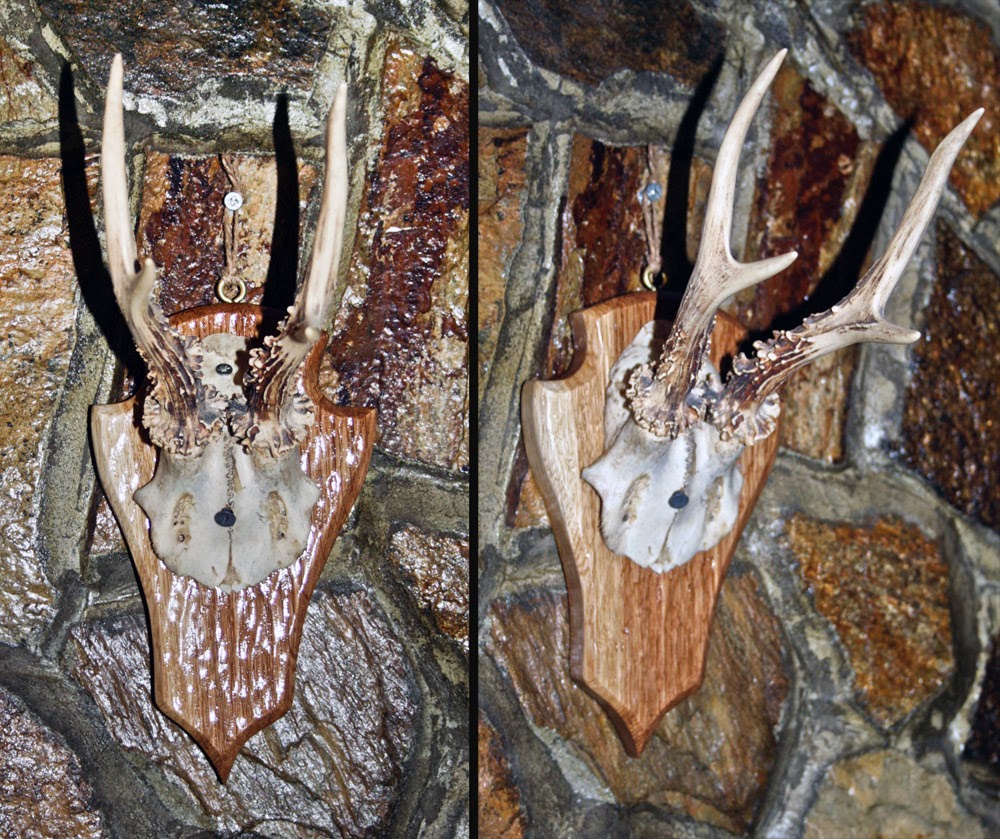 panoplii de vanatoare: trofee de vanatoare, coarne