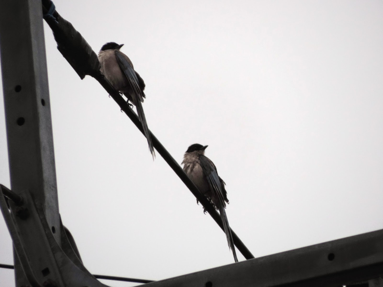 Birding in Japan: Azure-winged Magpies (Onagaオナガ)