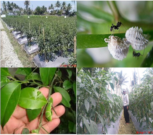 Easily Pests Control: 5 points Important In Natural Pest Control