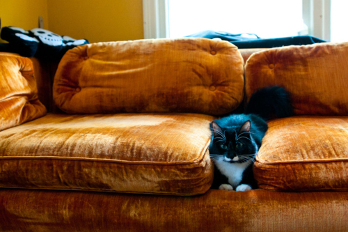 Sofa Cat | Funny Cat Pictures