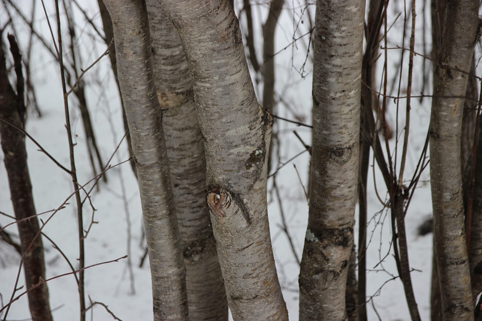 Bestemmelse av løvtre om vinteren