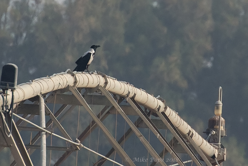 Kuwait Birding: A Mega at the Pivots