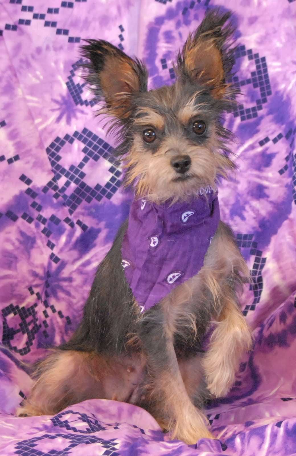 58 HQ Photos Spca Adoption Dallas - Sapphire - SPCA of Texas (Dallas ...