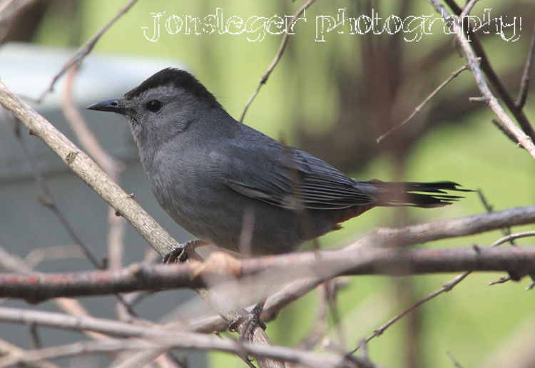 Northern Illinois Birder: Gray Catbird; Late April Migration to ...