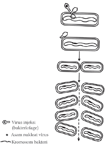 Reproduksi Bakteriofage : Daur Lisogenik | All About Biology