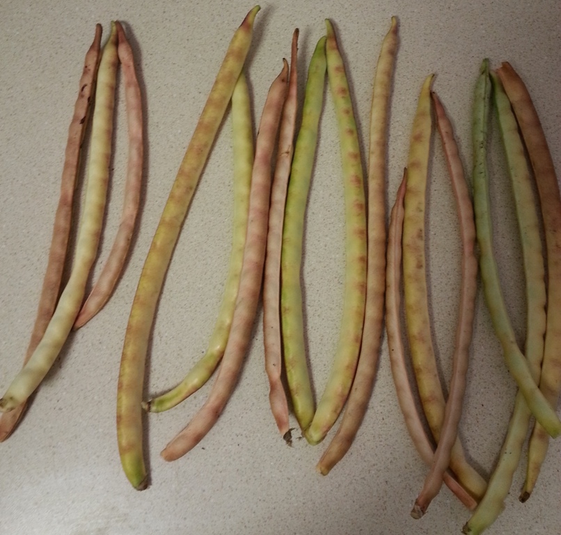 Barbara's Urban Farm World: Cow Pea