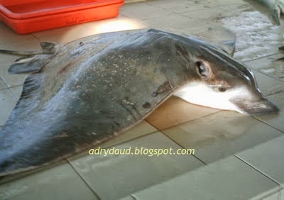 8 Spesies Ikan Pari Popular di Malaysia..!!!