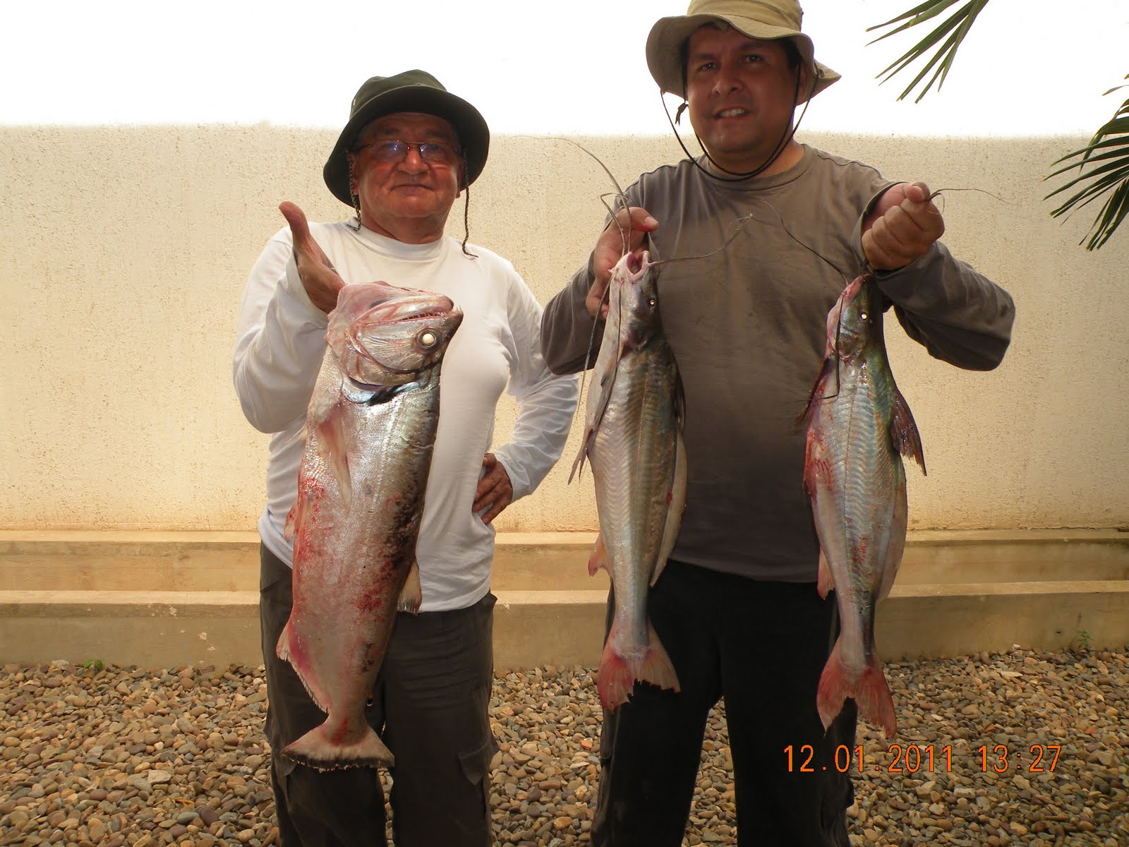 La Pesca Deportiva en Colombia Recreational Fishing: Payara del Rio ...