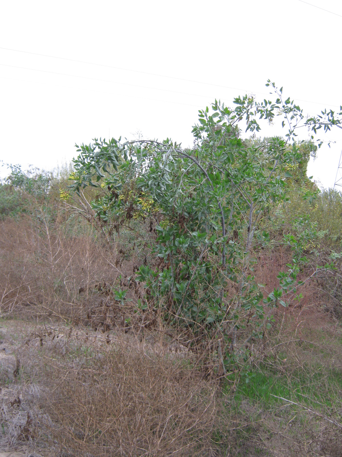 Ron's Primitive Skills: A day at the river