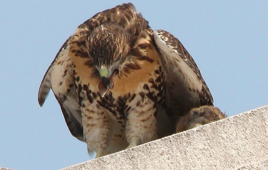 Hawkwatch at the Franklin Institute: Young hawks out on the town