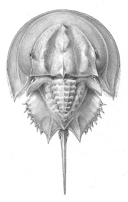 A Carricinha!: Caranguejo-ferradura / Atlantic Horseshoe Crab