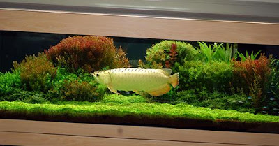 Arwana: Establishing a good tank for arowana