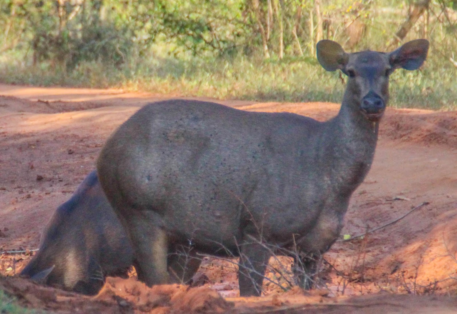 Cannundrums: Sri Lankan Sambar Deer