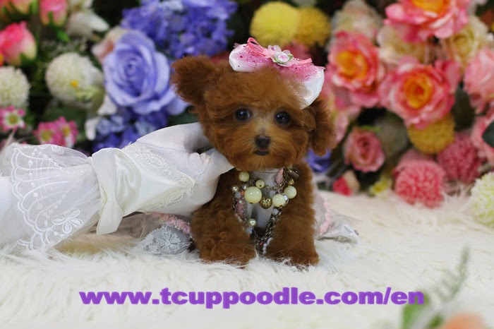 YouLong Poodle Breeding Center: Super Tiny Teacup-Small Teacup Poodle 374