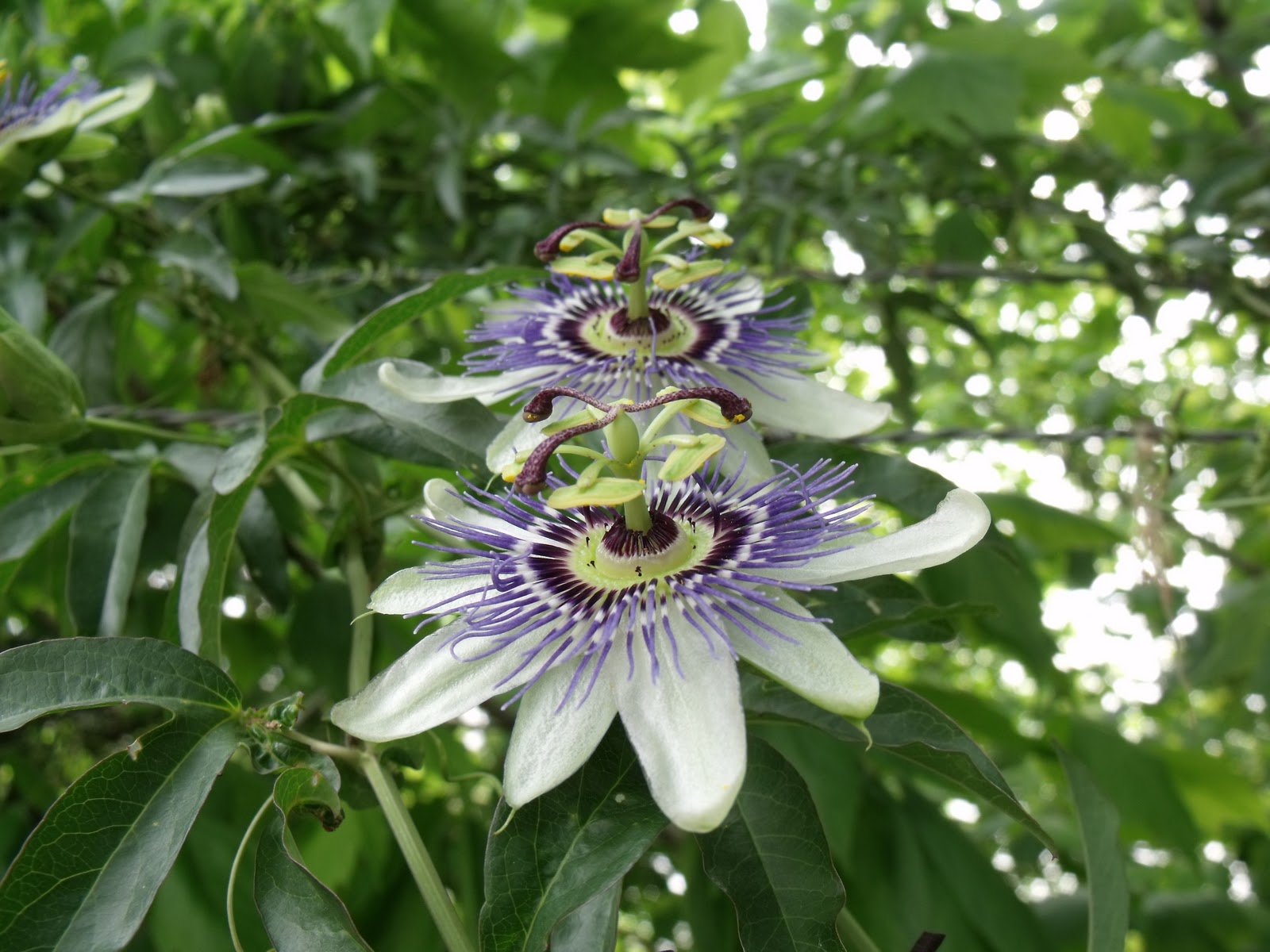 NATURALEZA Y CULTURA: Mburucuyá