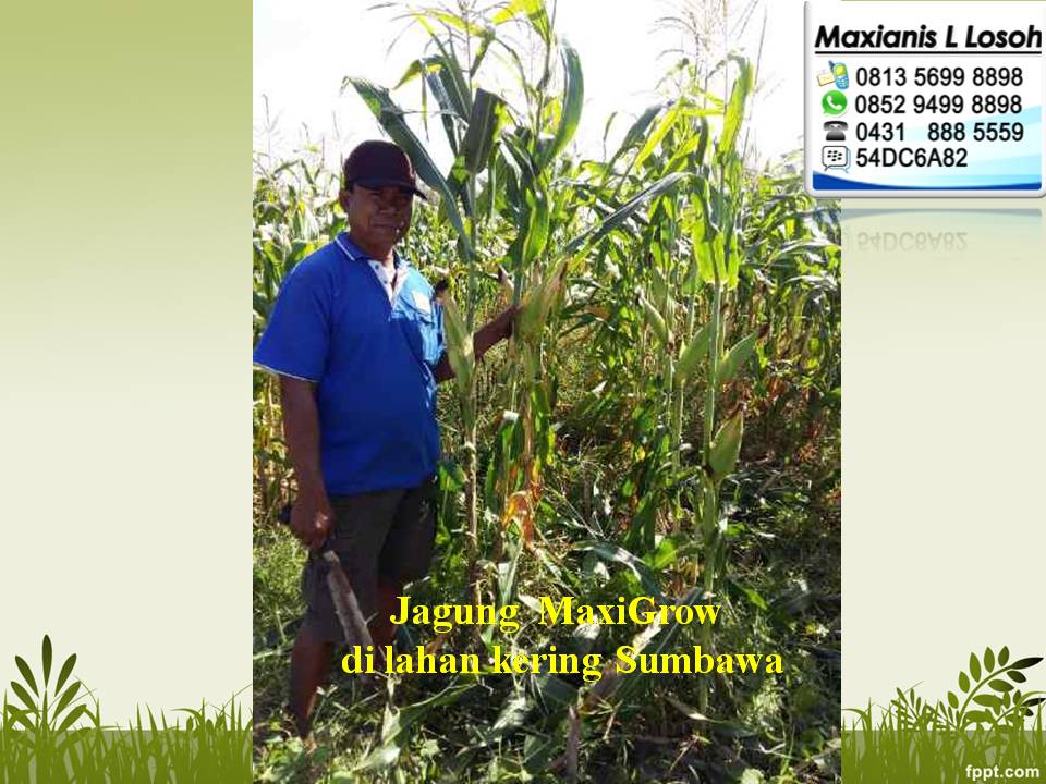 MaxiGrow Plus: Cara Cerdas Memanfaatkan Limbah Kolam Ikan untuk ...