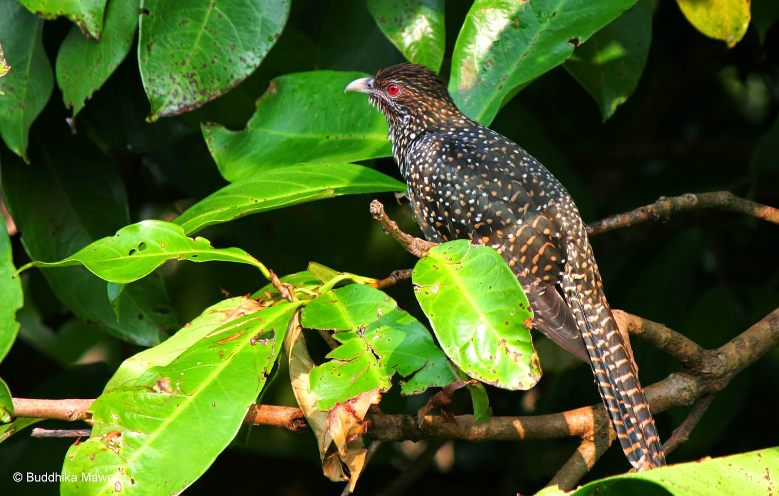 Lanka Nature Summary: Asian Koel (Eudynamys scolopaceus)