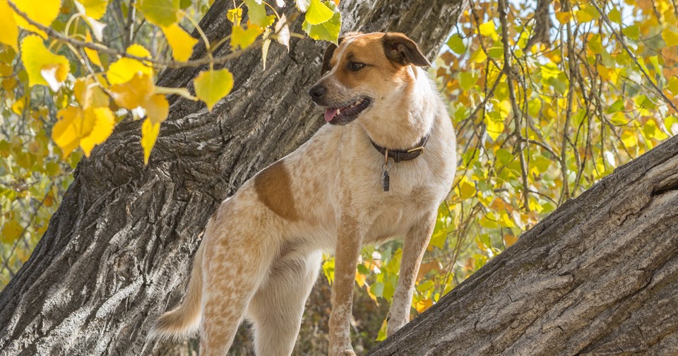 Dog Portrait Photography: Moxie, the Wonder Tree Climbing Dog