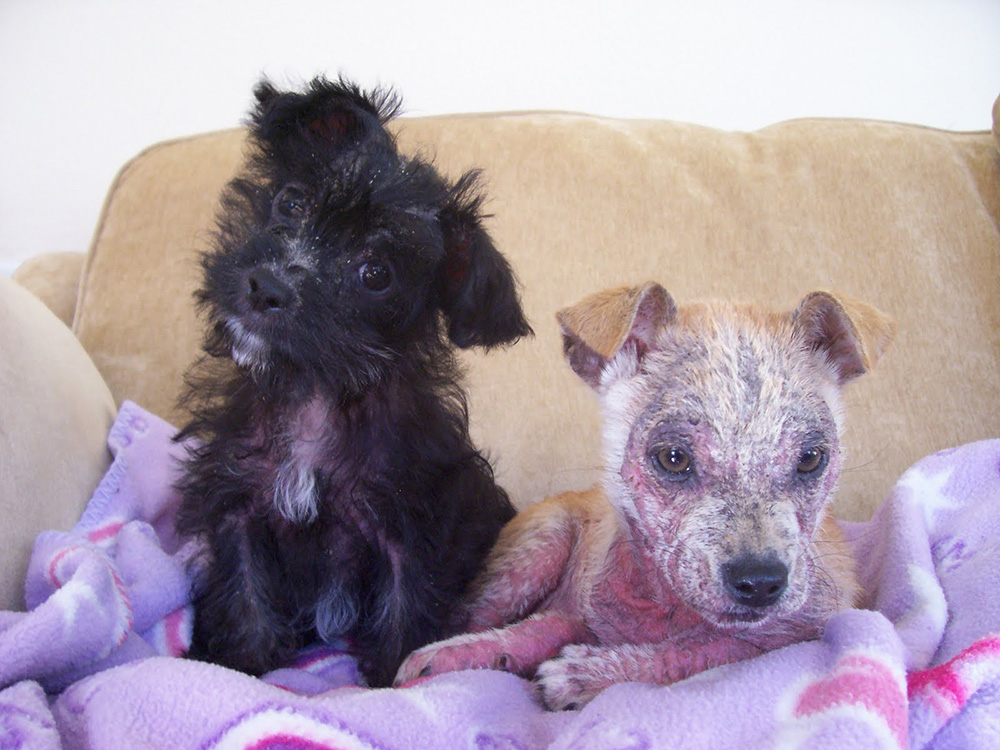 Demodectic Mange in Dogs: Causes & Treatment | Australian Dog Lover