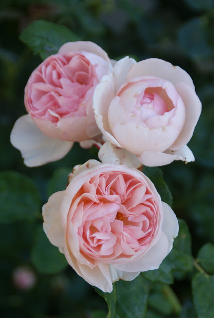 Organic Garden Dreams: May Roses