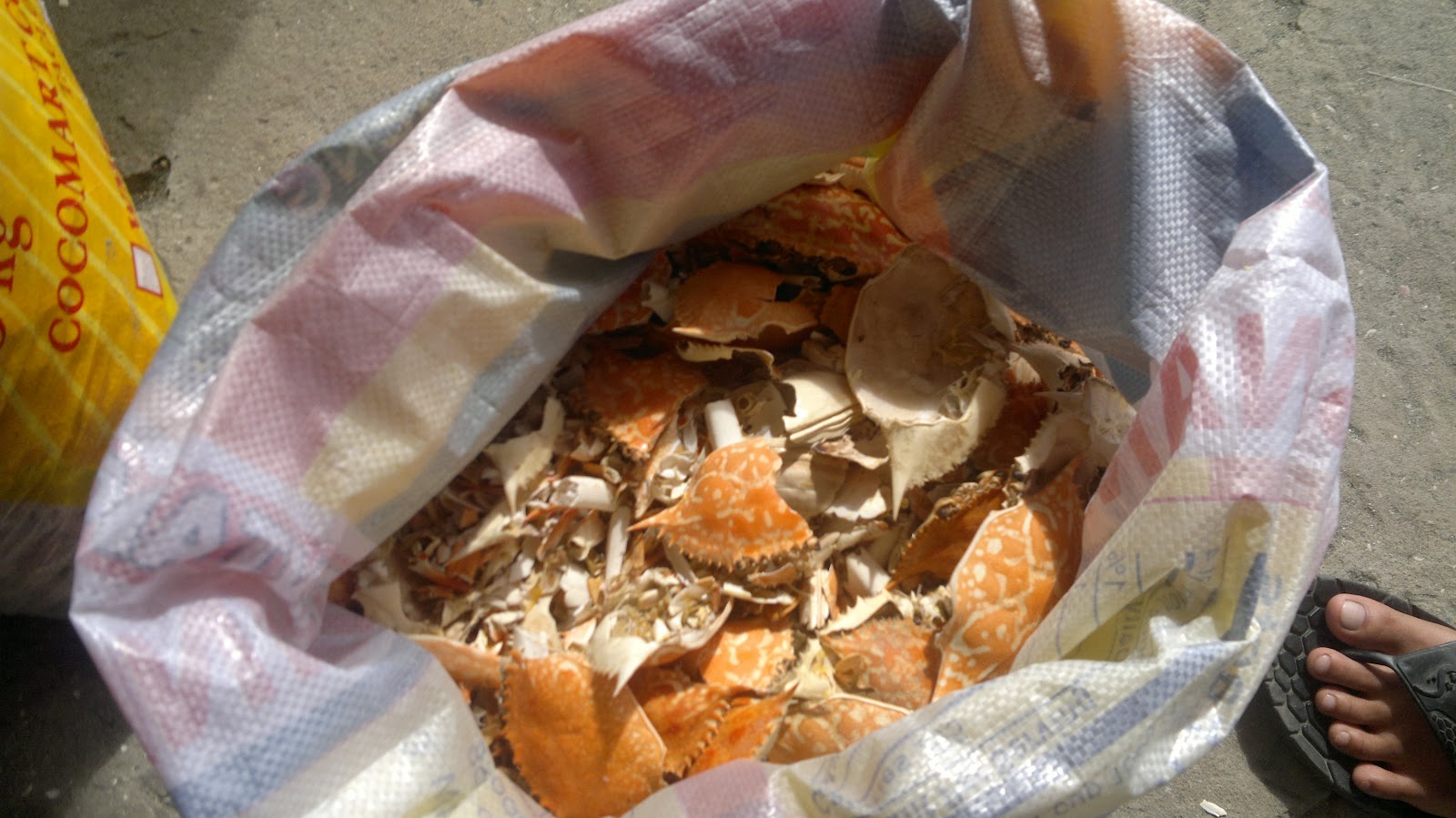 Dhaka ChemieTechs: Dried Crab Shell